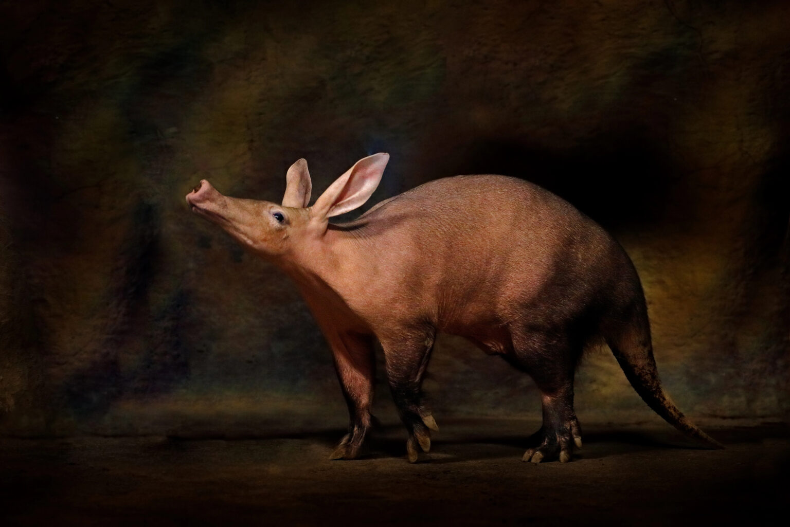 Aardvark Facts - A Fascinating And Unique Mammal