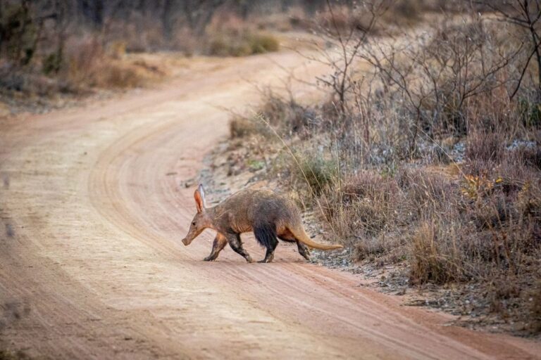 Aardvark Facts - A Fascinating And Unique Mammal
