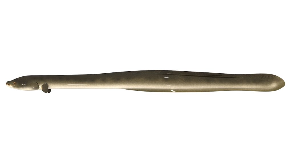 American Eel Facts: Meet the Shape-Shifting River Traveler - Animals ...