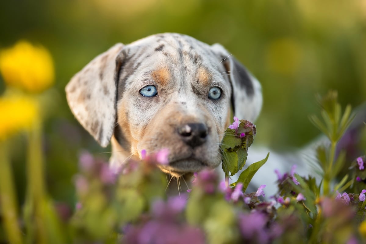 American Leopard Hound Facts: Inside The Breed - Animals Discovered