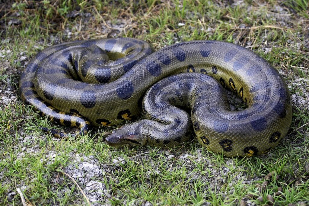 Anaconda Facts: Discover The Secrets Behind The World's Most Legendary ...