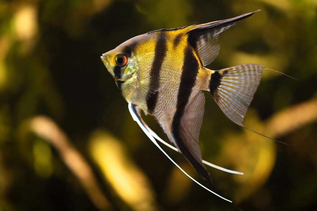 Angelfish Facts: Exploring The Colorful World Of These Iconic Fish ...