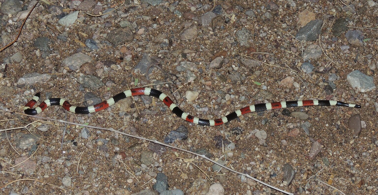 Arizona Coral Snake Facts: The Poisonous Polka-Dot Wonder - Animals ...