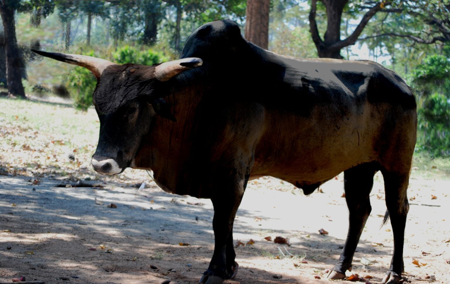 Aurochs Facts: The Wild Spirit of the Grasslands - Animals Discovered