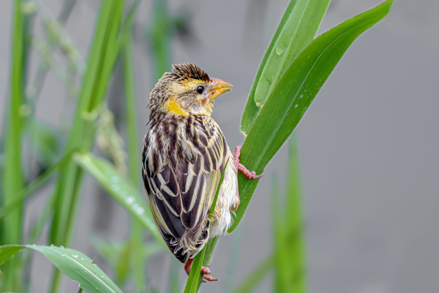 Baya Facts: The Weaver of Wonders - Animals Discovered