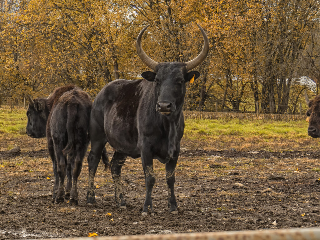 Beefalo Facts: The Bison-Cattle Hybrid - Animals Discovered