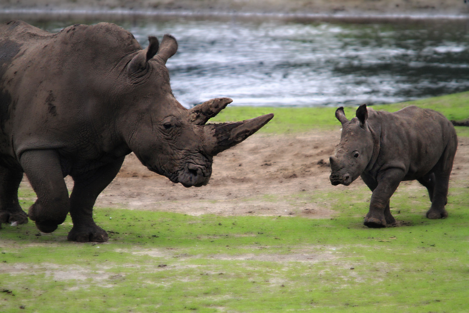 Black Rhinoceros Facts: The Armored Desert Dweller - Animals Discovered
