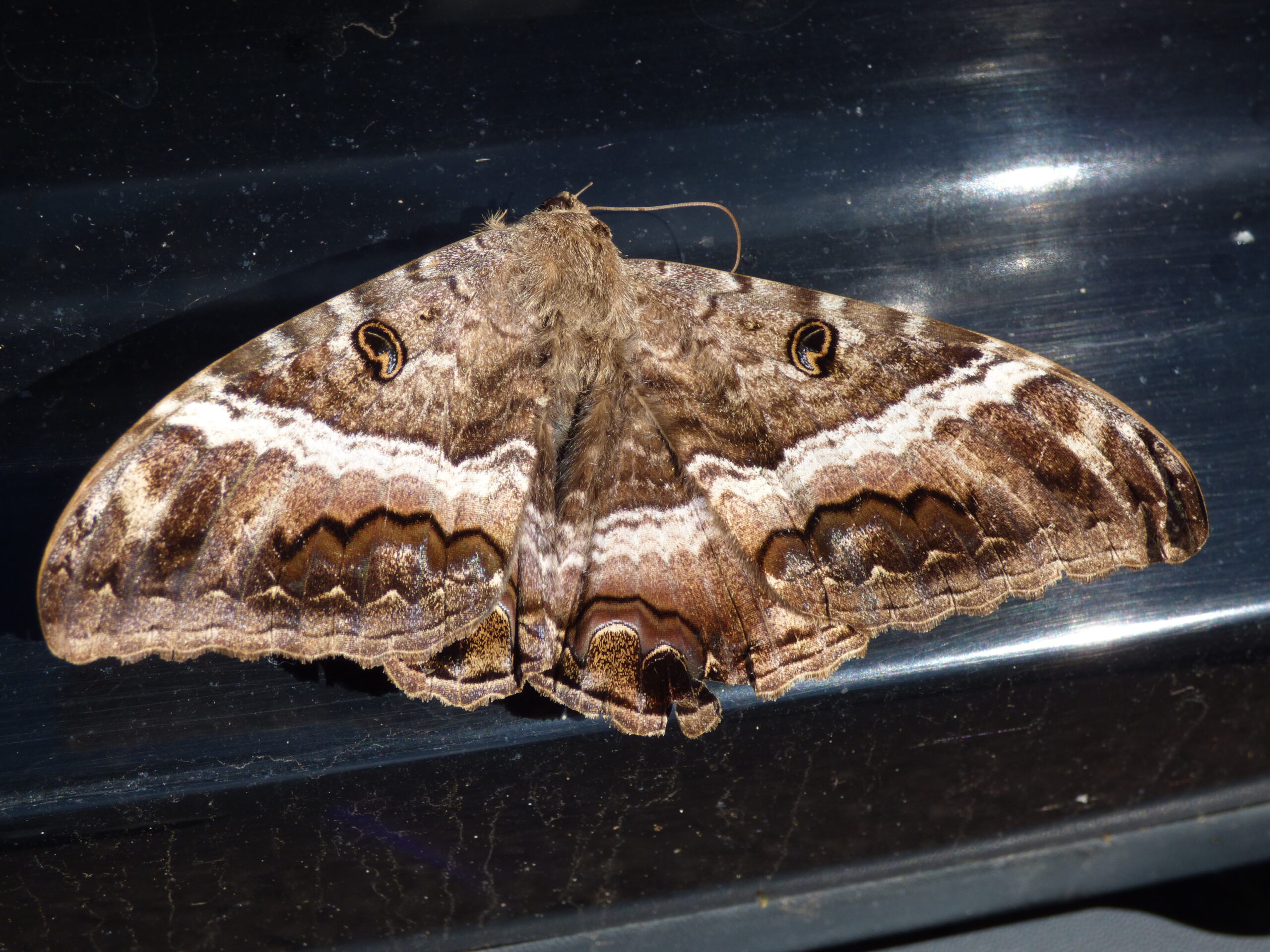 Black Witch Moth Facts: The Dark Harbinger of Change - Animals Discovered