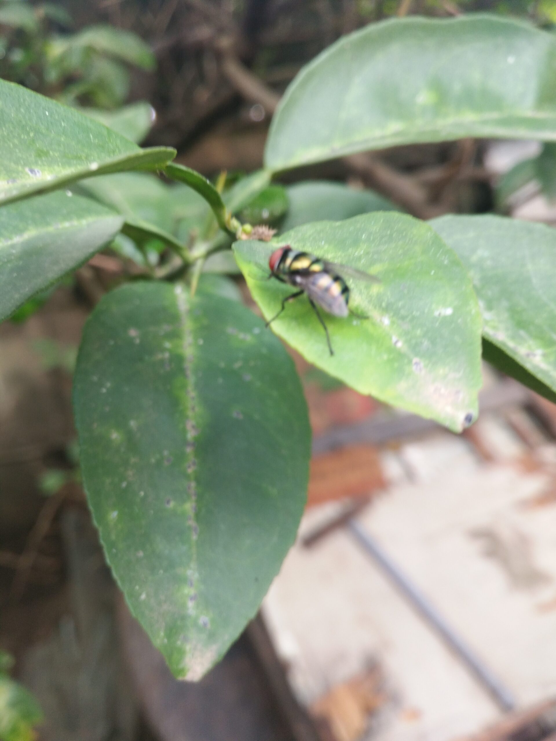 Blowfly Facts: The Scavenger Superstars - Animals Discovered