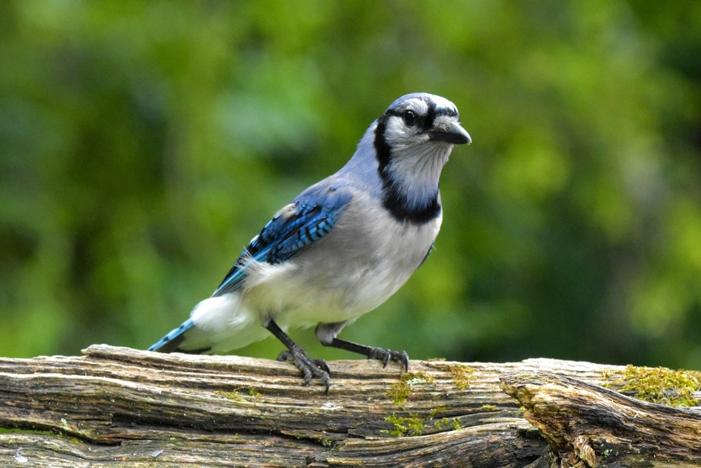 Blue Jay Facts: Nature's Vibrant Vocal Performer - Animals Discovered