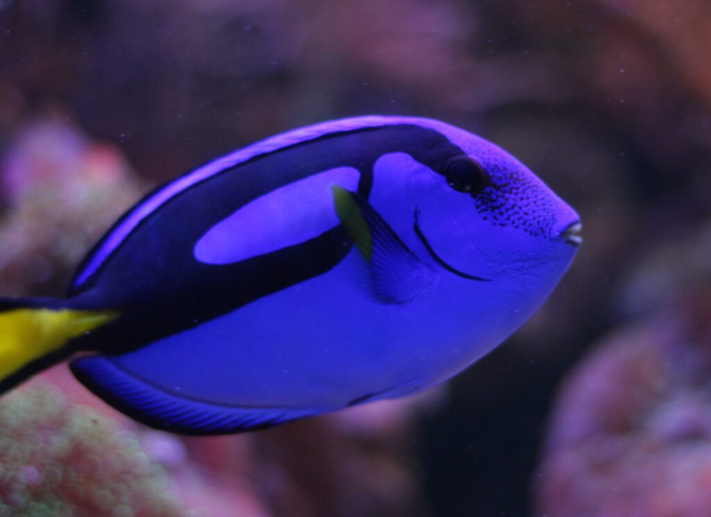 Blue Tang Facts: The Colorful Coral Guardian - Animals Discovered