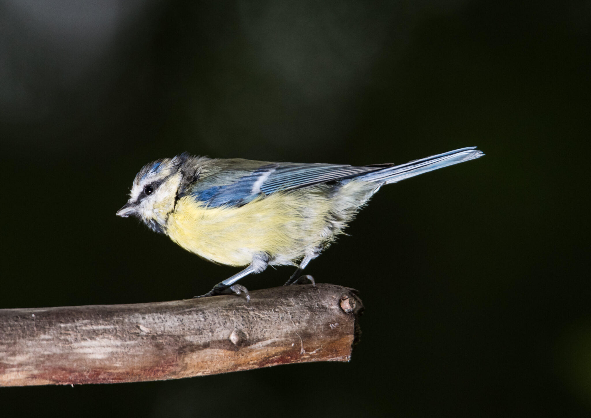 Blue Tit Facts: The Charming Aviary Entertainer - Animals Discovered