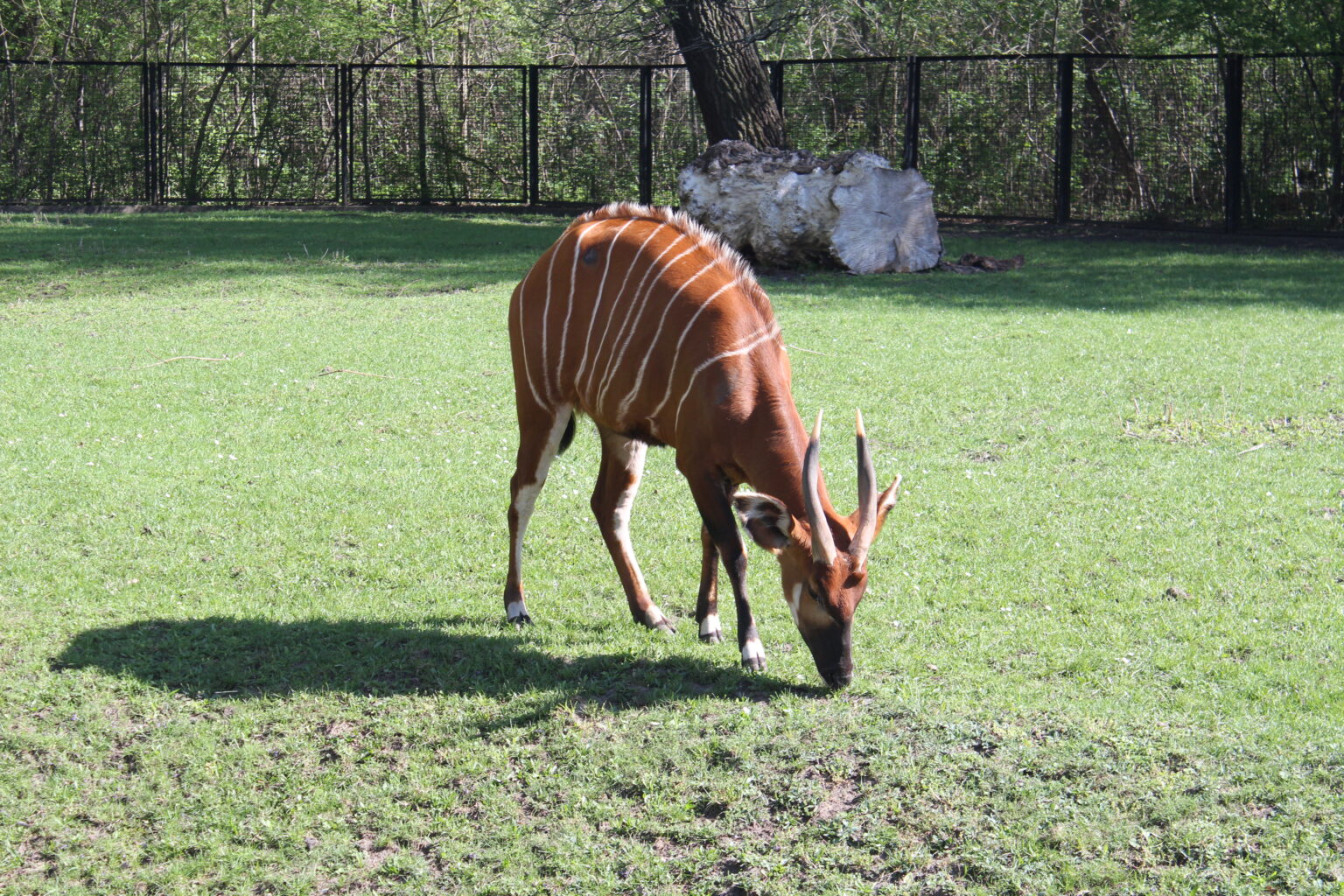 Bongo Facts: The Spiral-Horned Marvel - Animals Discovered
