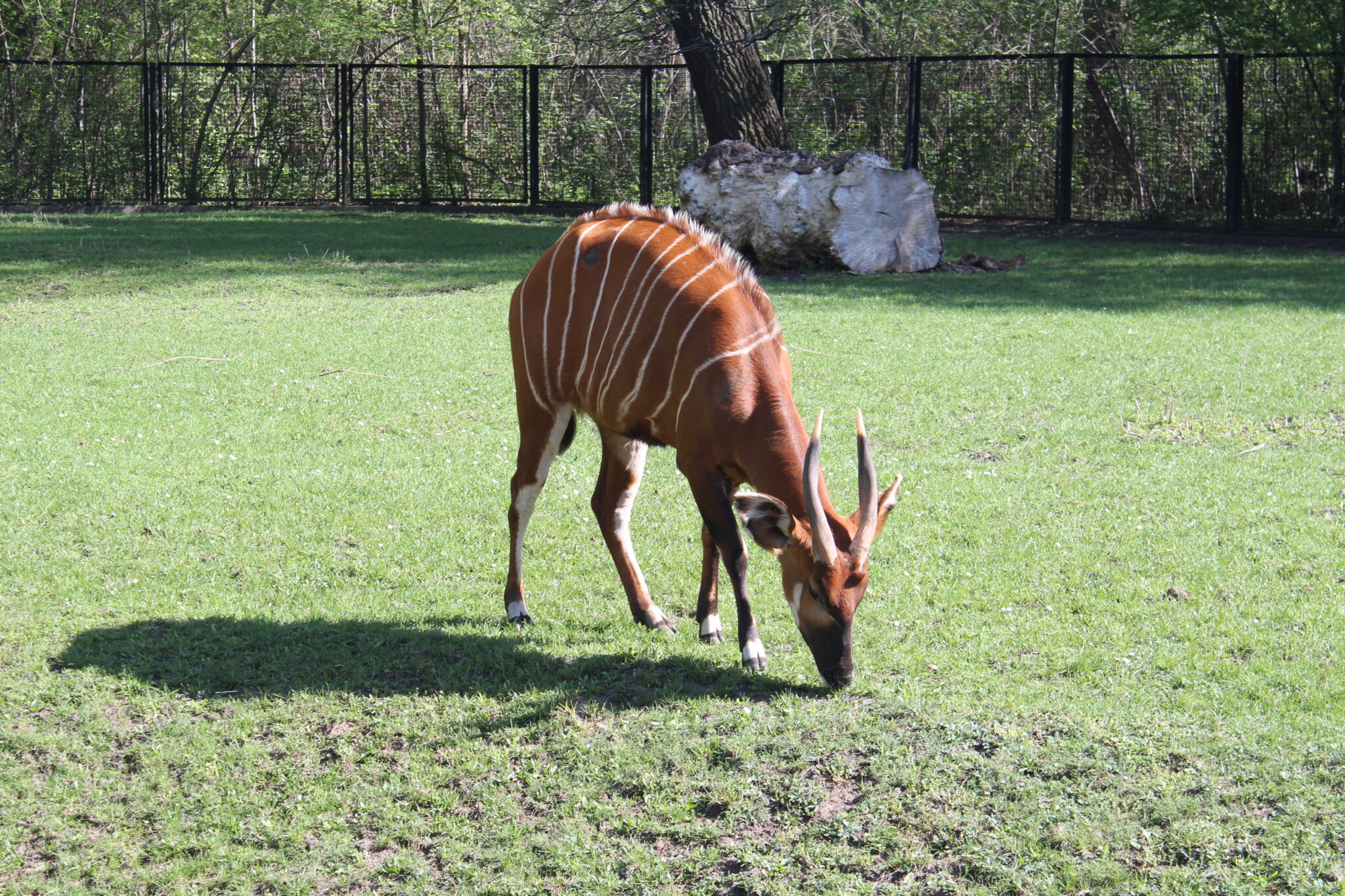 Bongo Facts: The Spiral-Horned Marvel - Animals Discovered