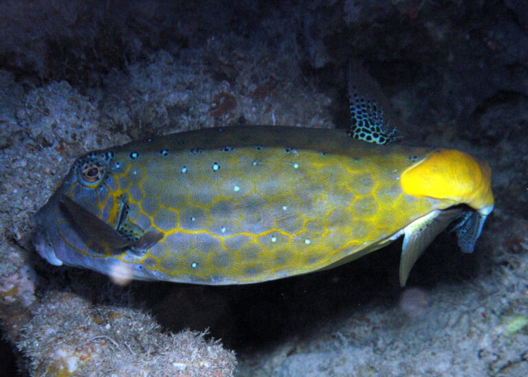 Boxfish Facts: The Ocean's Quirky Boxy Wonder - Animals Discovered