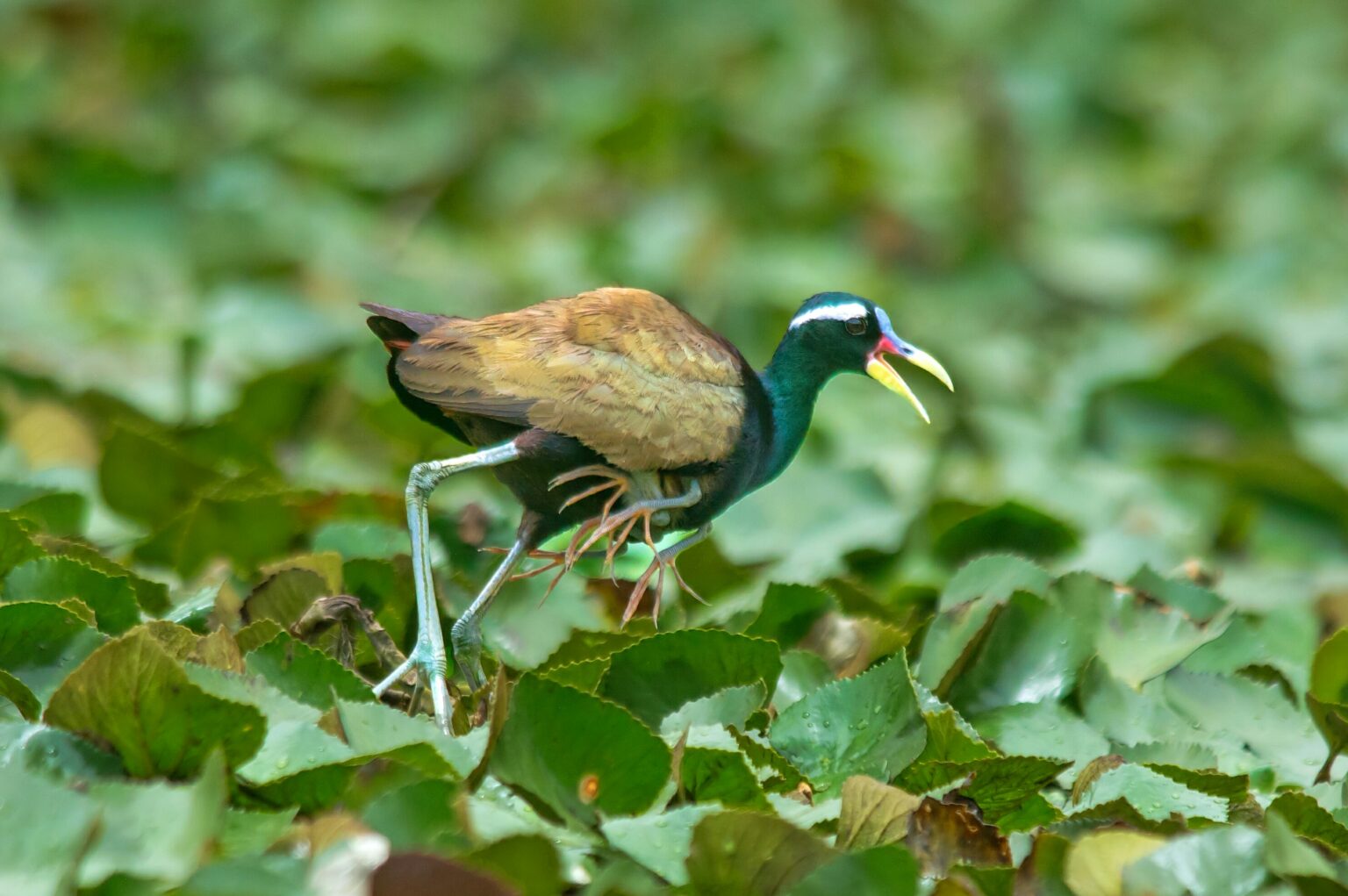 Bronze-winged Jacana Facts: The Marshland Acrobat - Animals Discovered