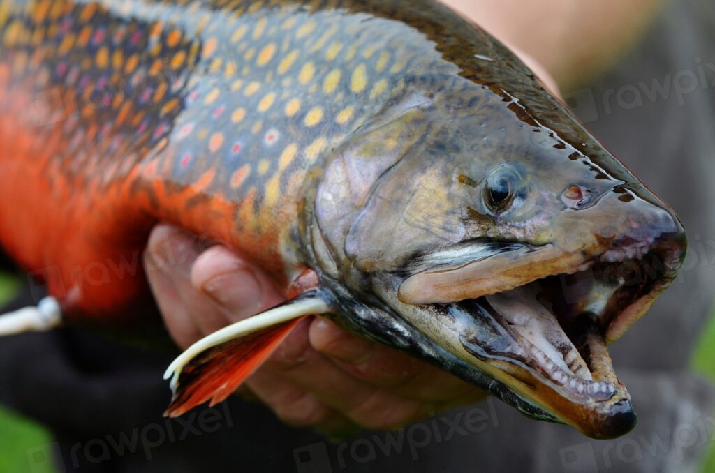 Brook Trout Facts: The Icon of Freshwater Beauty - Animals Discovered