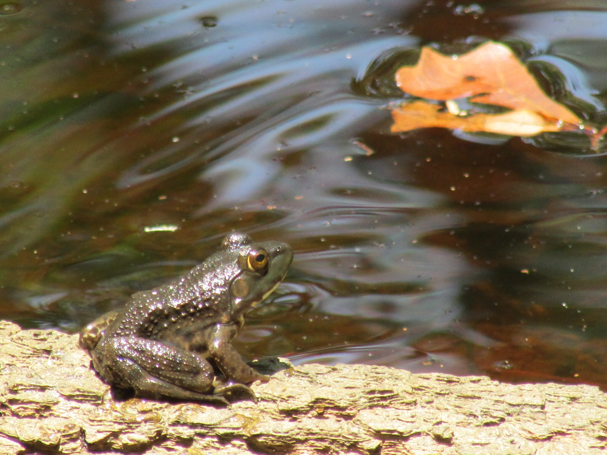 Bullfrog Facts: Nature's Croaking Powerhouse - Animals Discovered