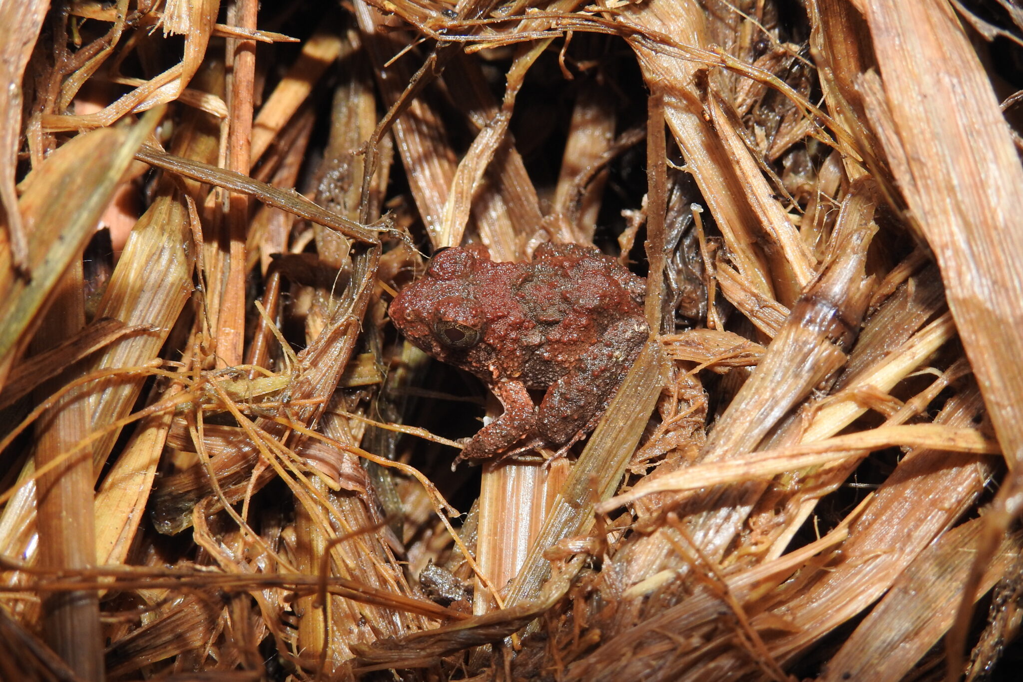 Burrowing Frog Facts: The Hidden Hopper of the Bush - Animals Discovered