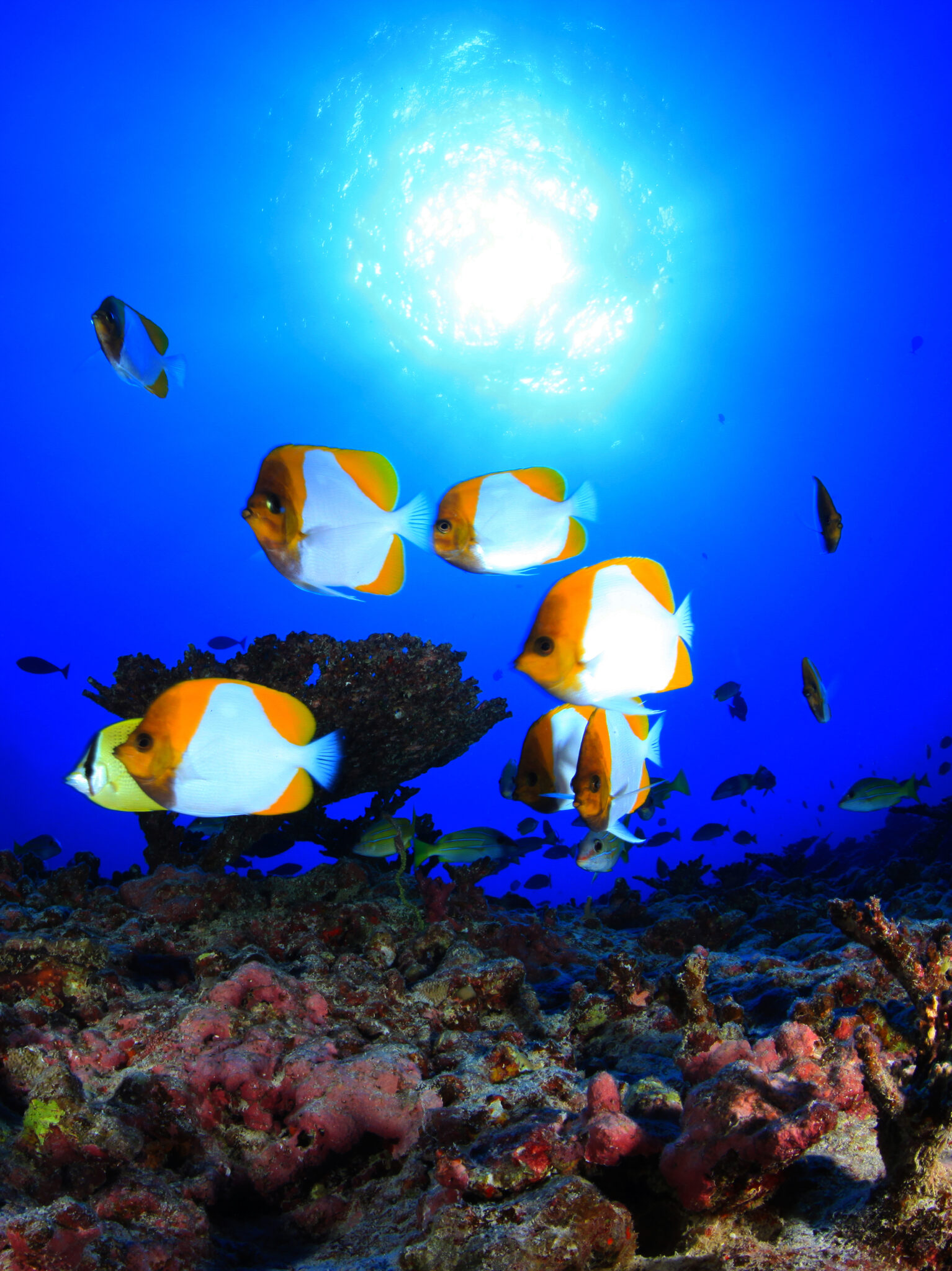 Butterfly Fish Facts: The Colorful Reef Dancers - Animals Discovered