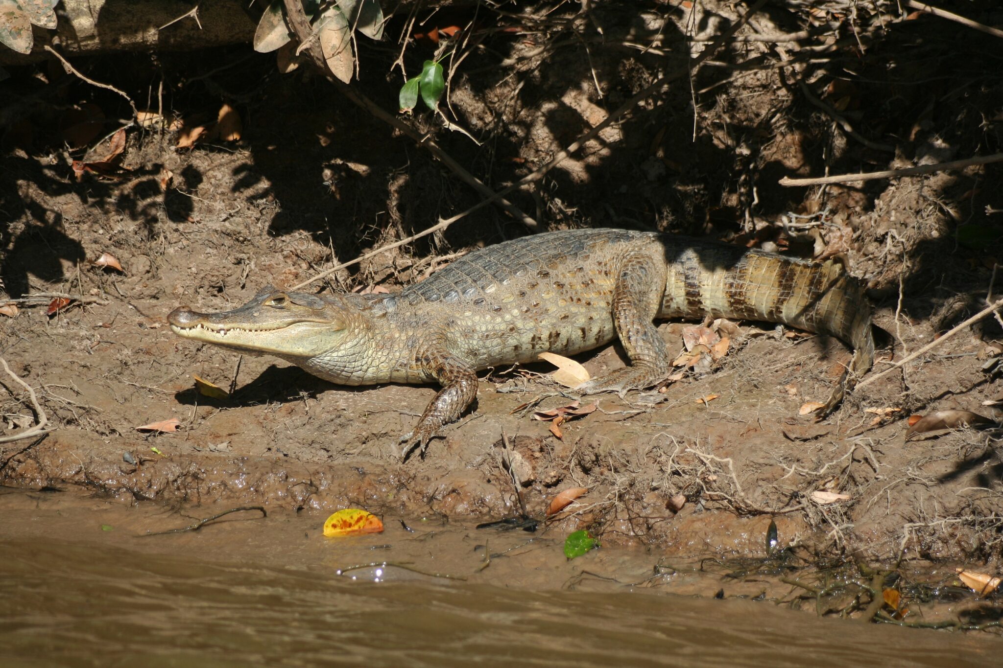 Caiman Facts: A Living Link to Prehistoric Times - Animals Discovered