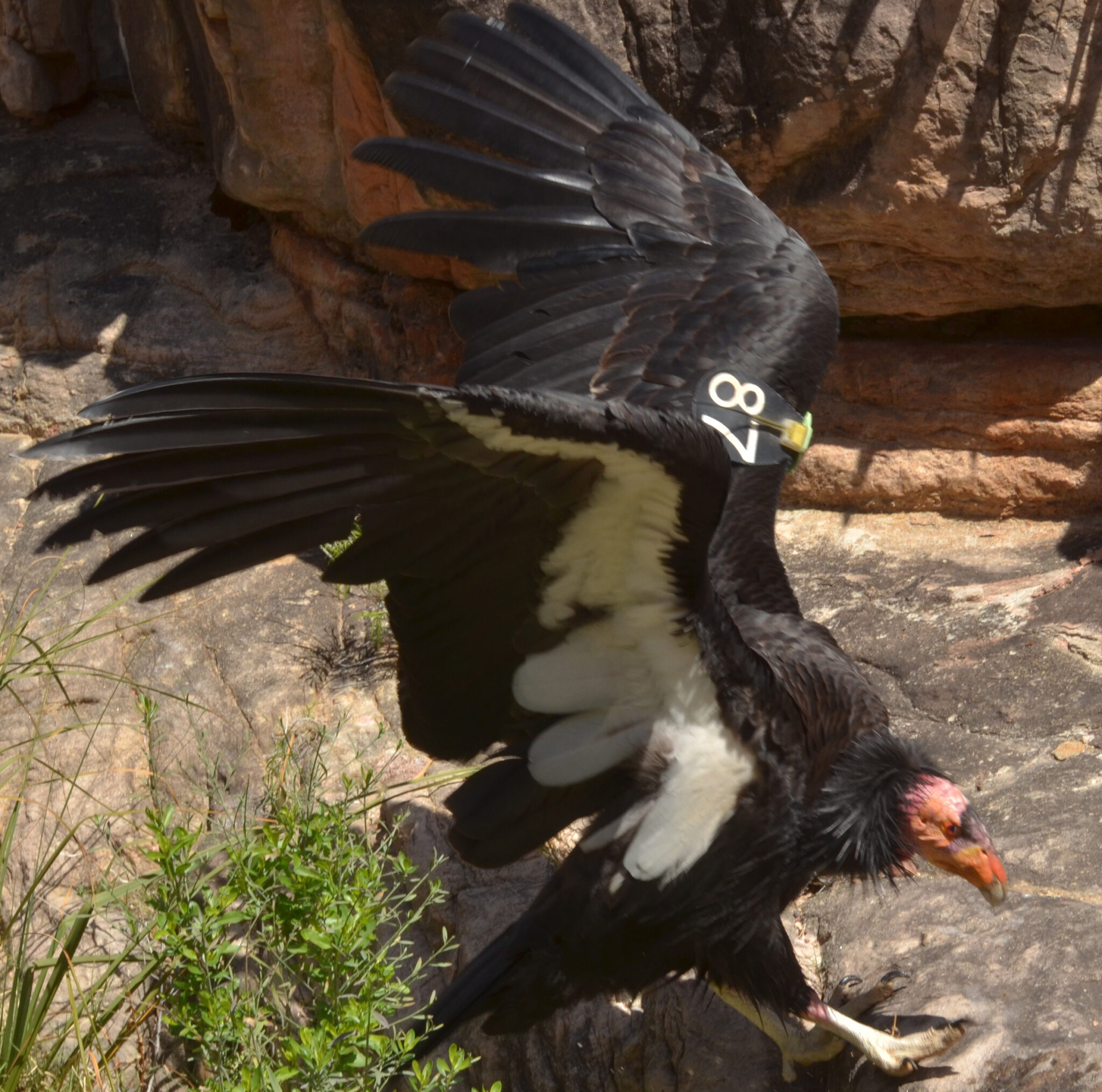 California Condor Facts: The Kings Of The Canyons - Animals Discovered