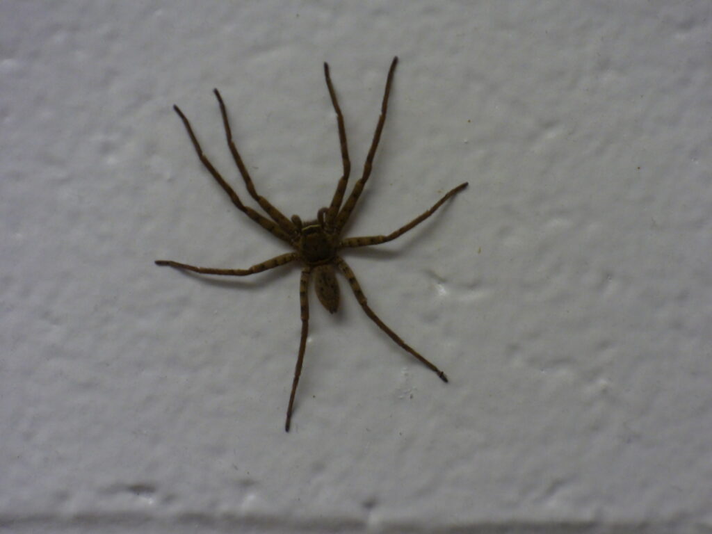 Cane Spider Facts: The Island's Silent Predator - Animals Discovered