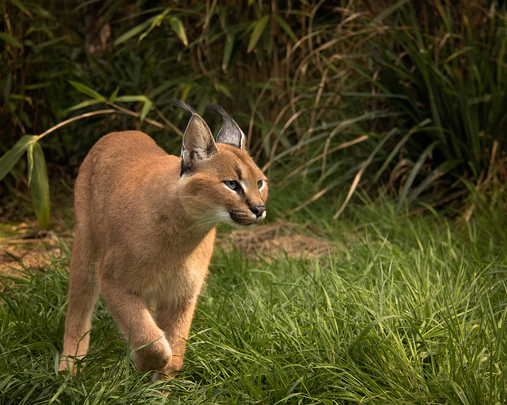 Caracal Facts: The Desert's Stealthy Hunter - Animals Discovered