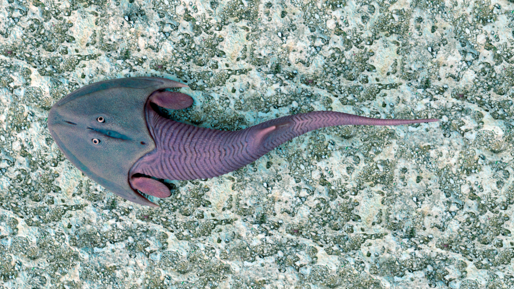 Cephalaspis Facts: The Prehistoric Armored Wonder - Animals Discovered