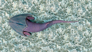 Cephalaspis Facts: The Prehistoric Armored Wonder - Animals Discovered