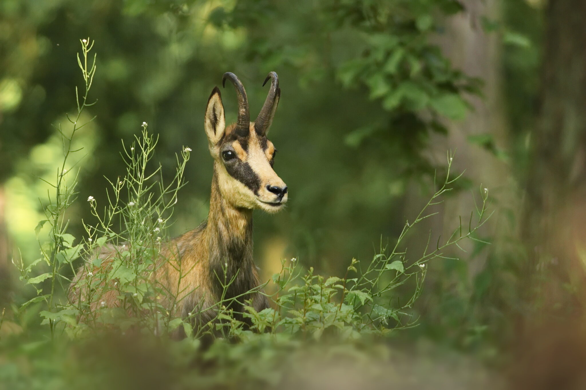 Chamois Facts: Nature's Alpine Acrobat - Animals Discovered