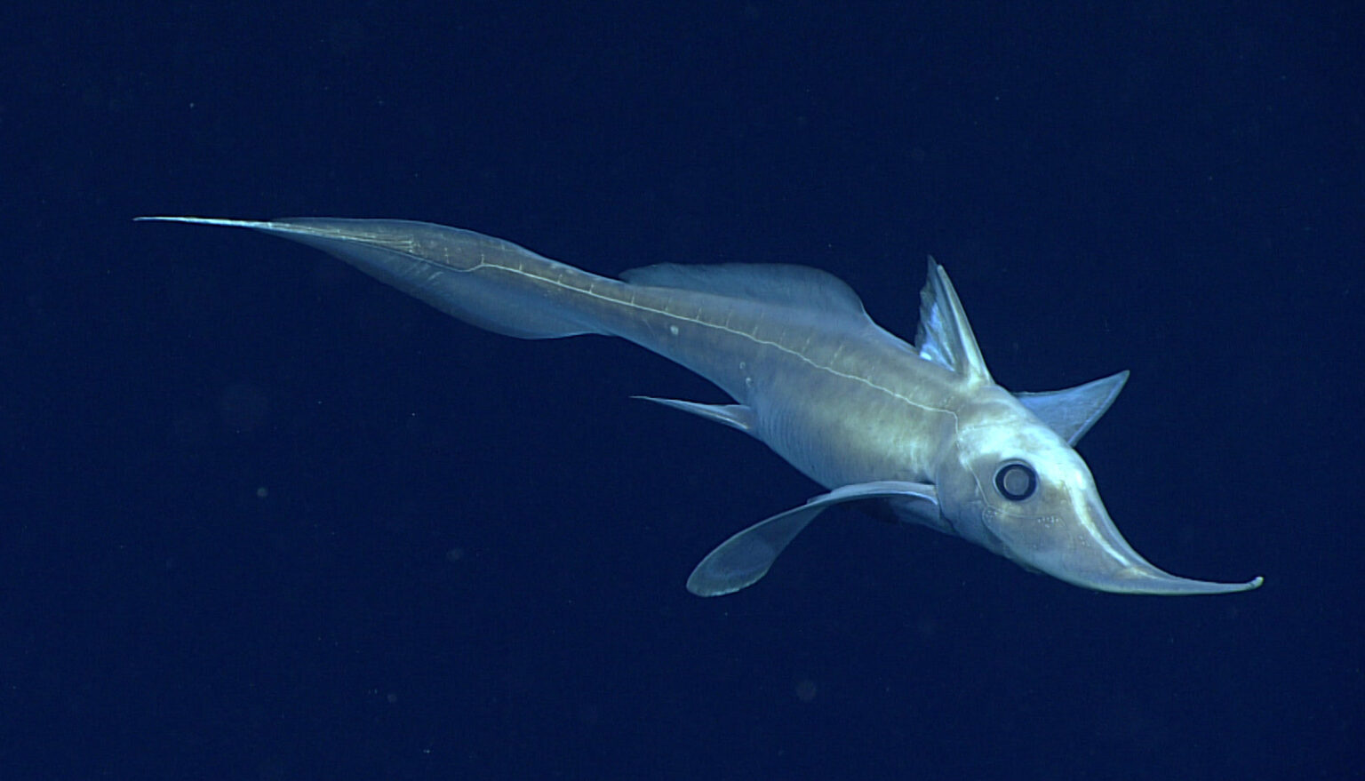Chimaera Facts: Ocean's Mysterious Ghost Shark - Animals Discovered