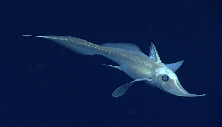 Chimaera Facts: Ocean's Mysterious Ghost Shark - Animals Discovered