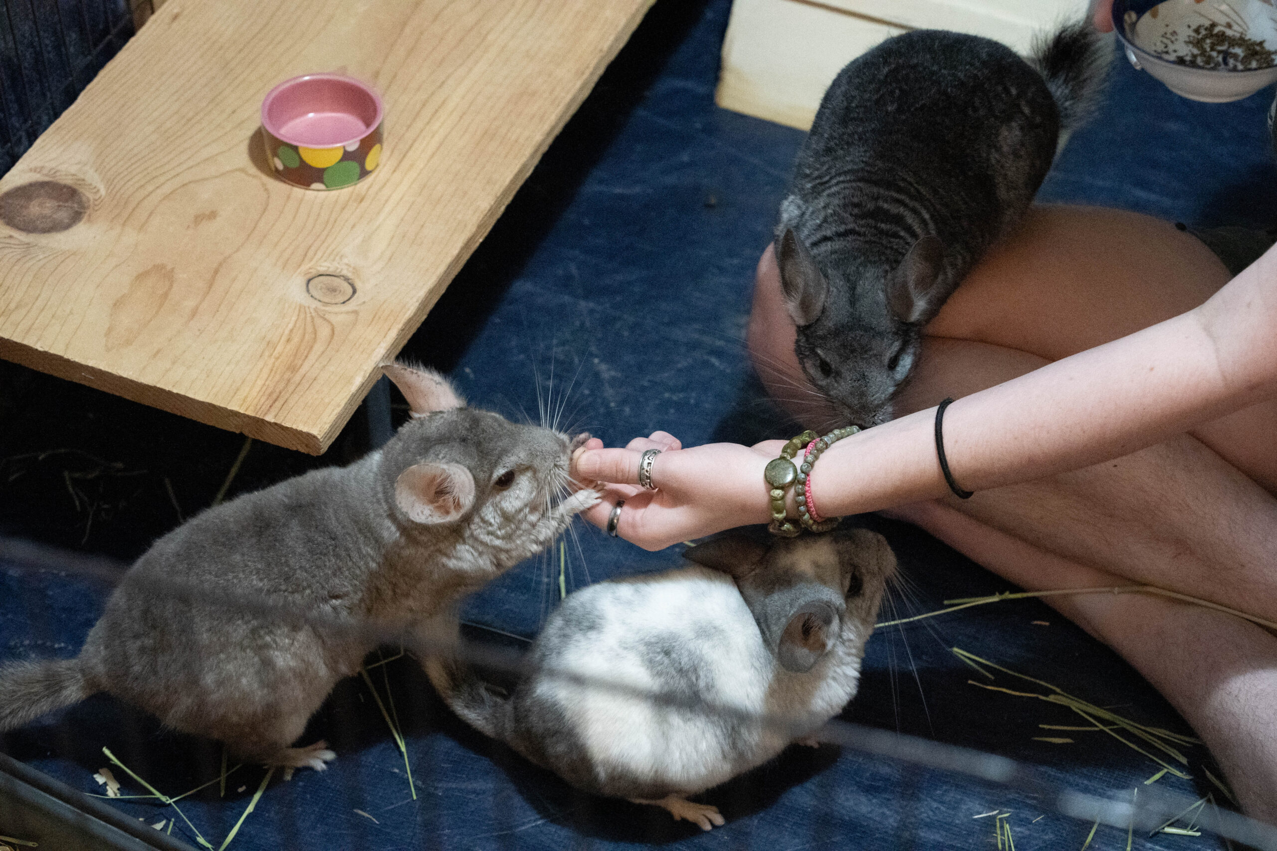 Chinchilla Facts: The Adorable Powder Puff - Animals Discovered