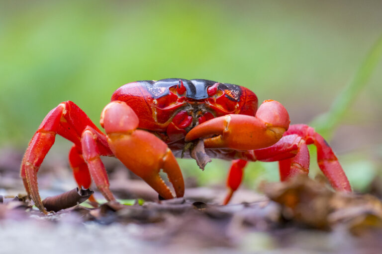 Christmas Island Red Crab Facts: The Scarlet Wanderer - Animals Discovered