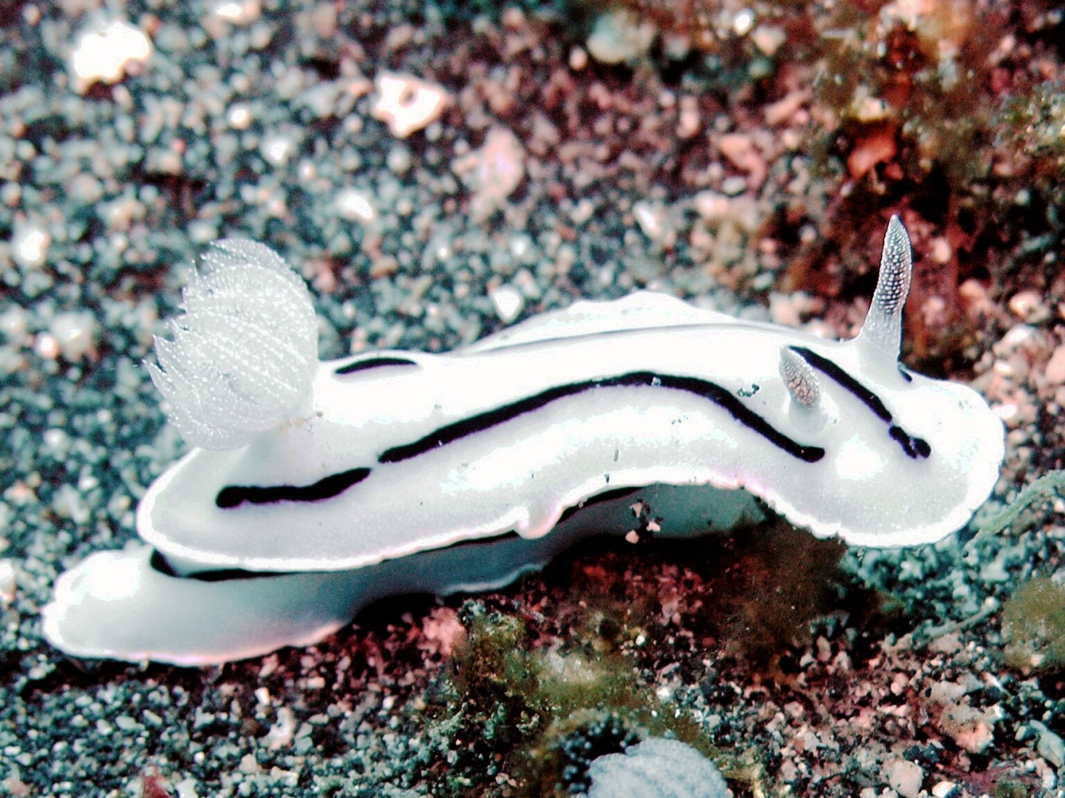 Chromodoris Willani Facts: The Rainbow Sea Slug - Animals Discovered