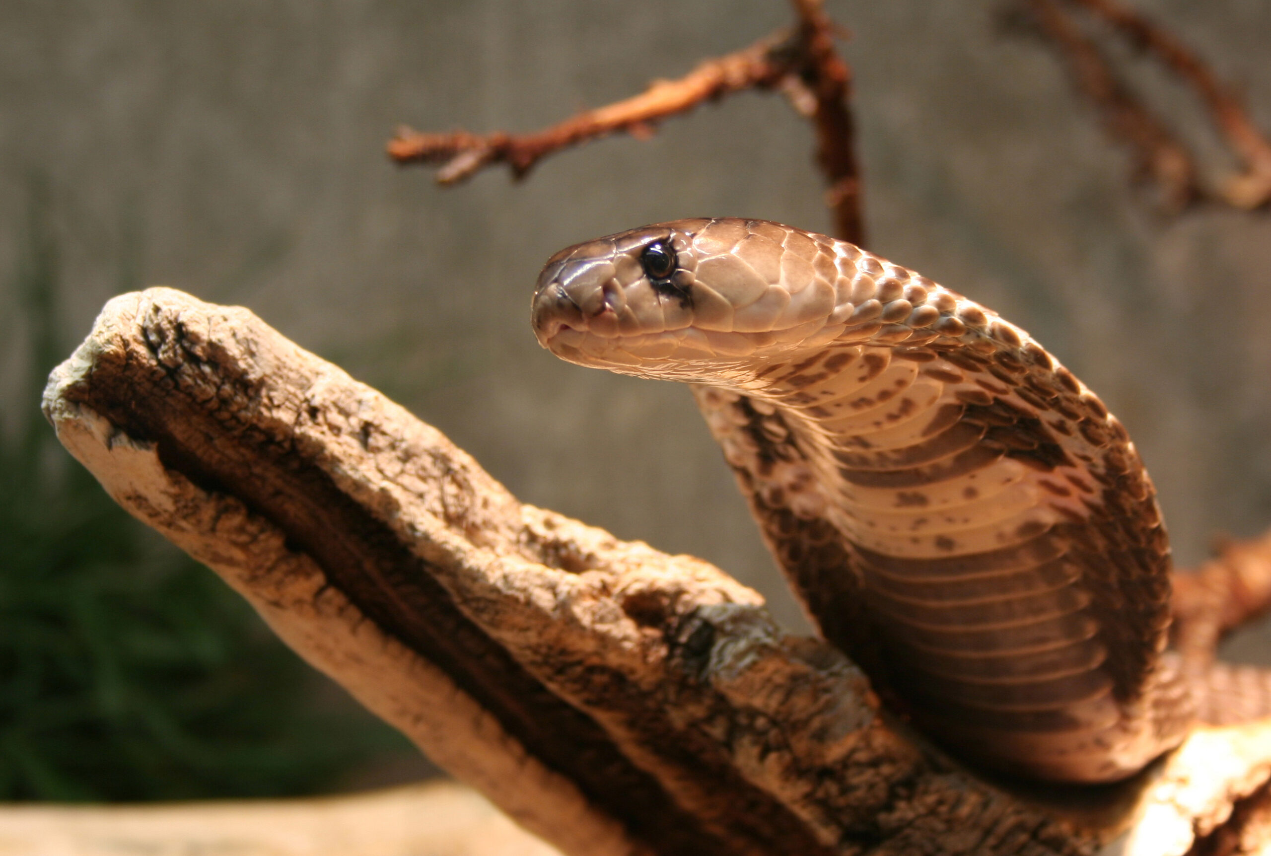 Cobras Facts: Nature's Sinister Serpents - Animals Discovered