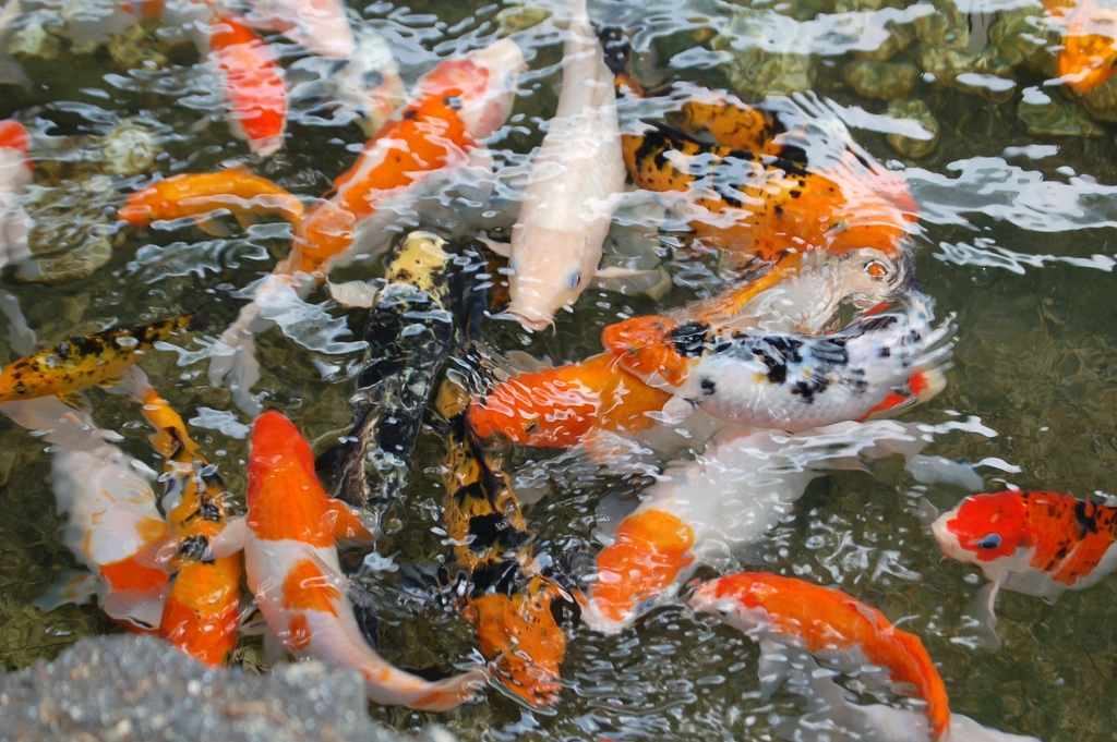 Common Carp Facts: Nature's Transformative Foragers - Animals Discovered
