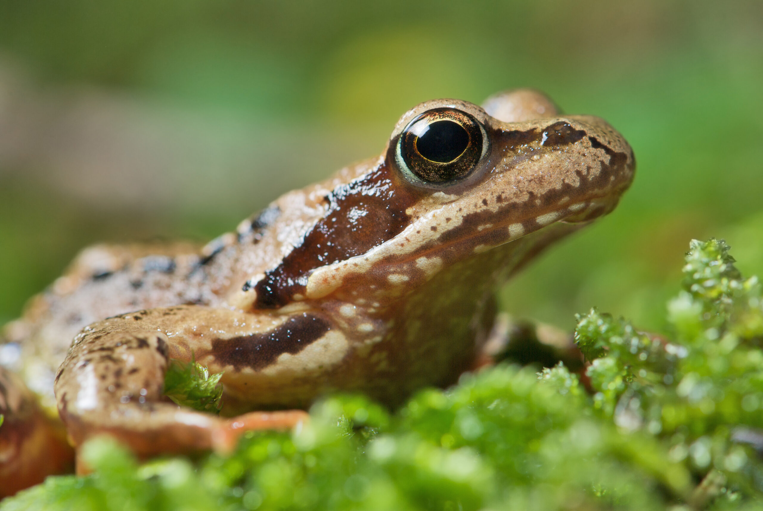 Common Frog Facts: The Amphibian with a Song - Animals Discovered
