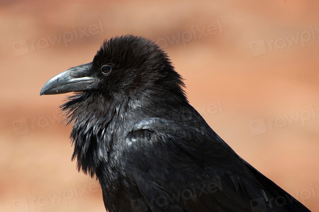 Common Raven Facts: The Mischievous Sky Trickster - Animals Discovered