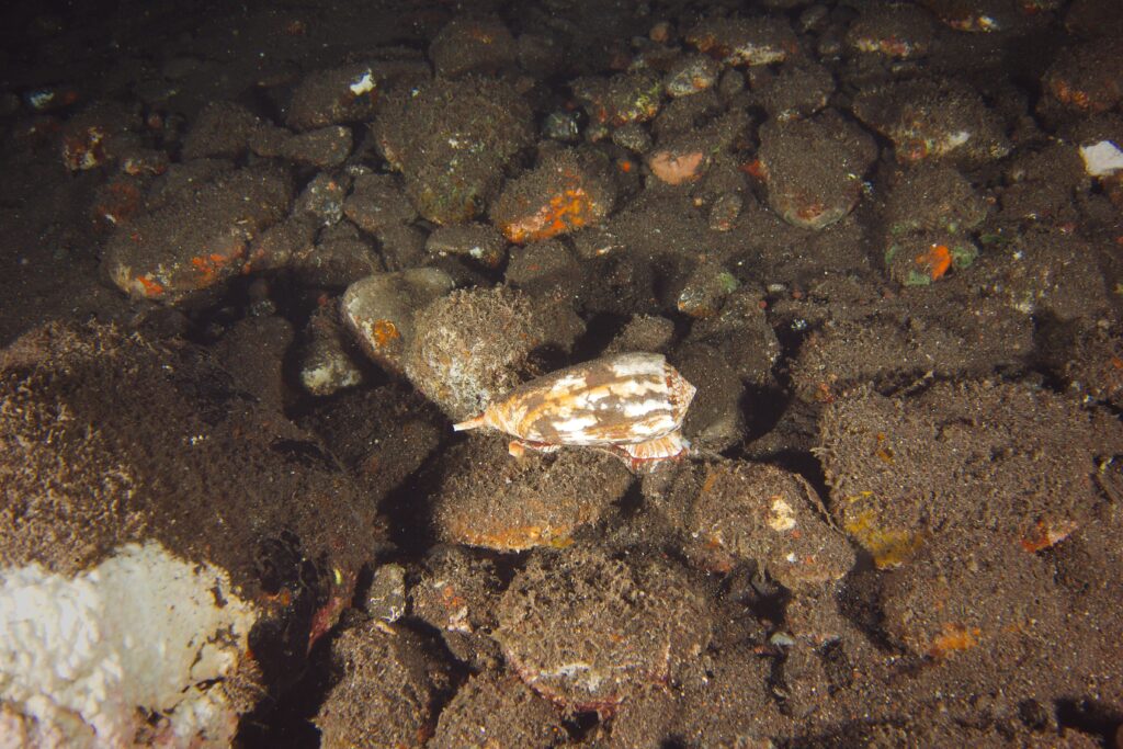 Cone Snail Facts: Masters of Shell and Sting - Animals Discovered