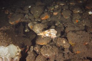 Cone Snail Facts: Masters of Shell and Sting - Animals Discovered