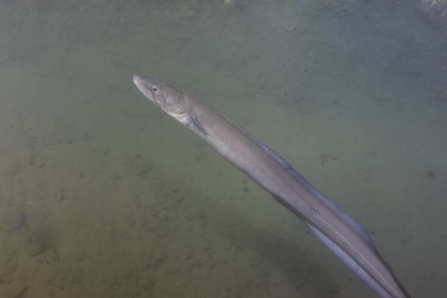 Conger Eel Facts: The Elusive Oceanic Serpent - Animals Discovered