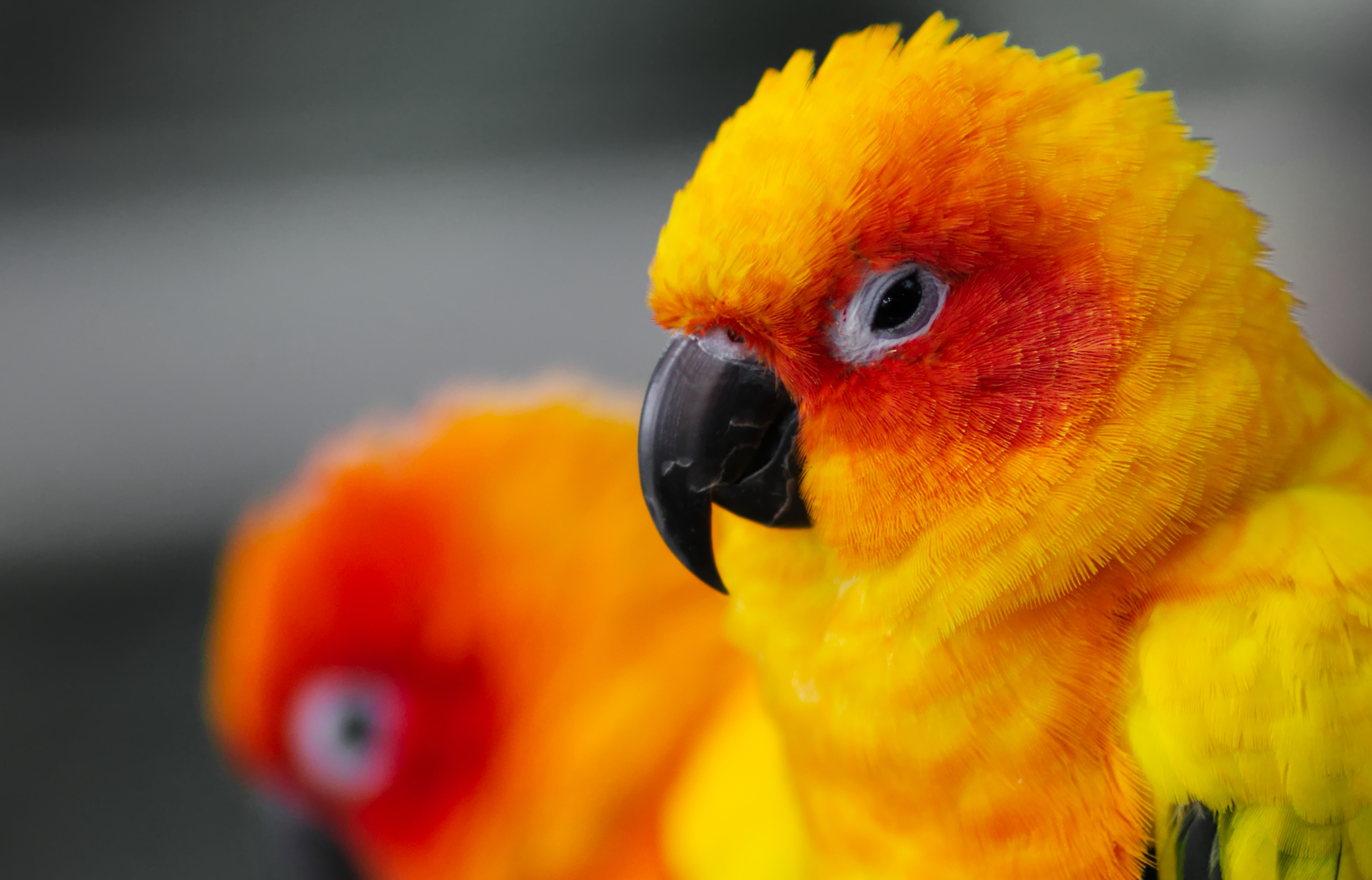 Conure Facts: The Colorful Feathered Clown - Animals Discovered