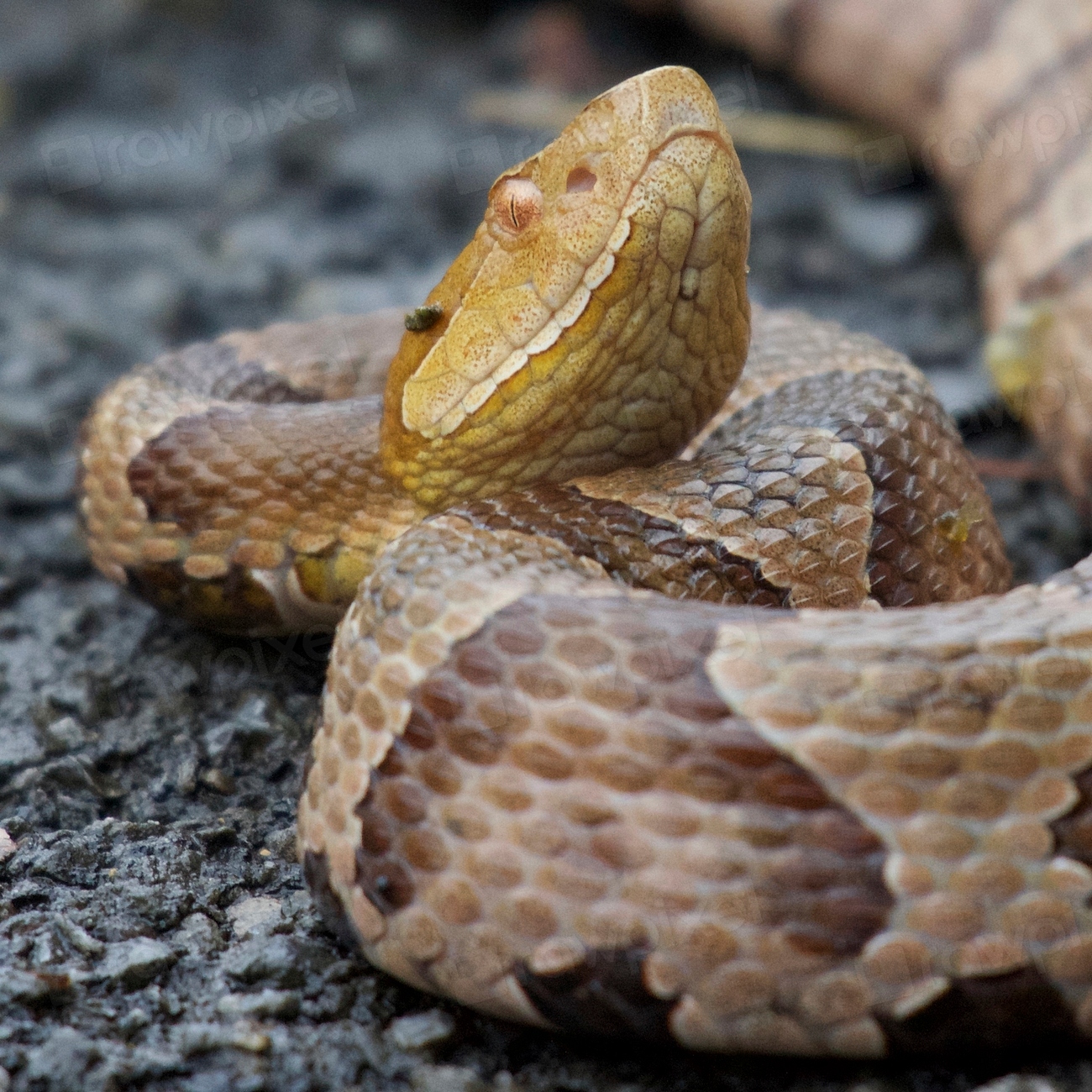 Copperhead Facts: The Venomous Master of Disguise - Animals Discovered