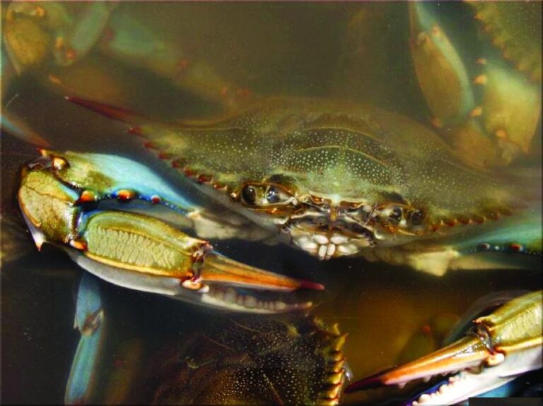 Crab Facts: Masters of the Tide Pools - Animals Discovered