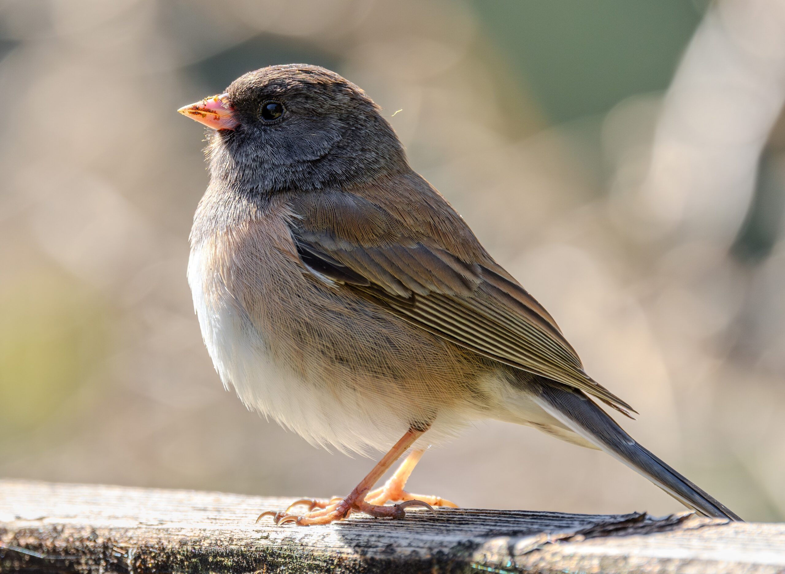 Dark-Eyed Junco Facts: The Winter's Feathered Wanderer - Animals Discovered
