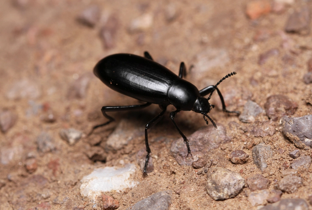 Darkling Beetle Facts: The Dune's Stealthy Dweller - Animals Discovered