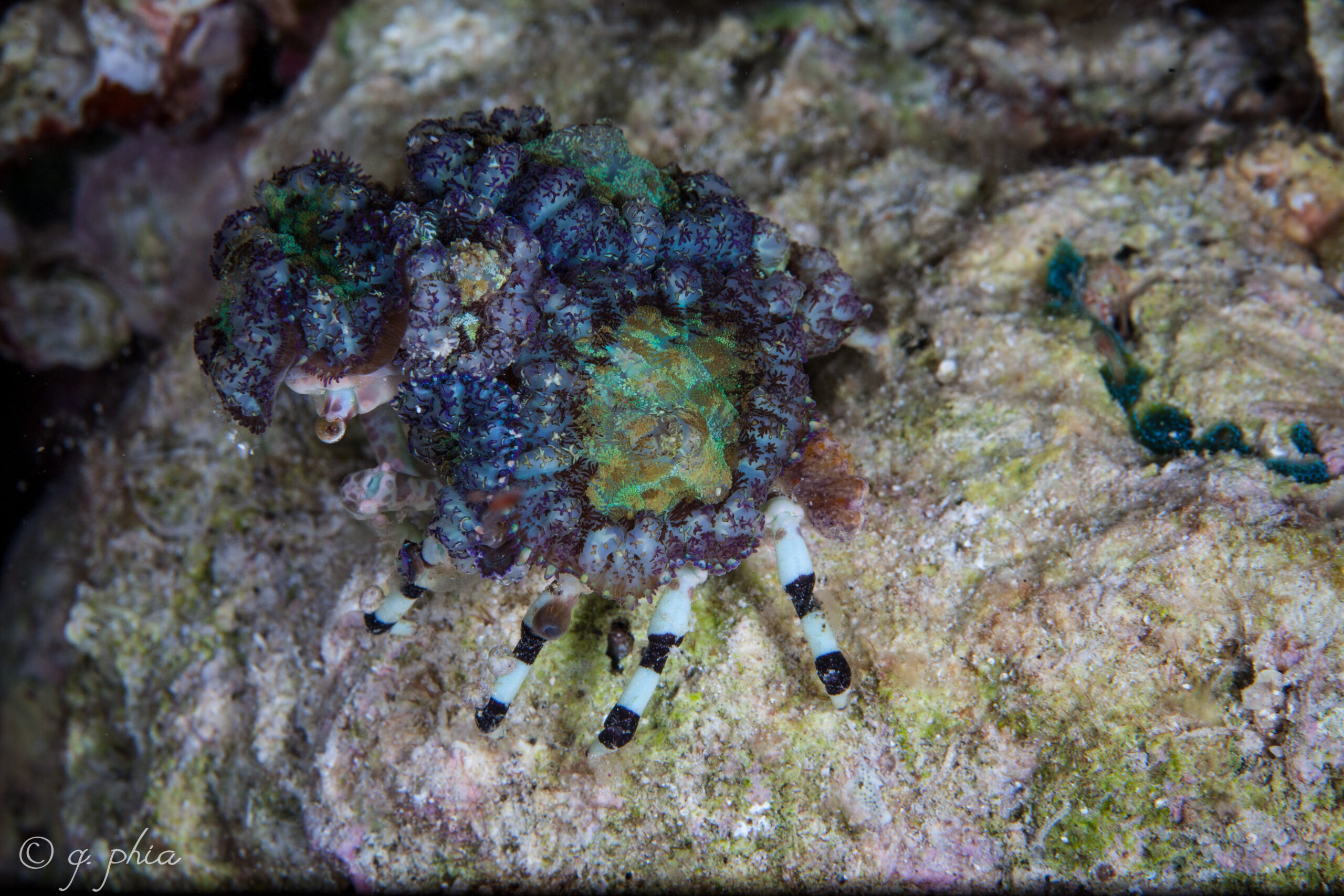 Decorator Crab Facts: The Ocean's Artful Mimic - Animals Discovered