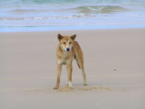 Dingo Facts: The Wild Dog of Australia - Animals Discovered